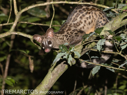 Jineta de Jonhston (Genetta johnstoni) · iNaturalist Ecuador