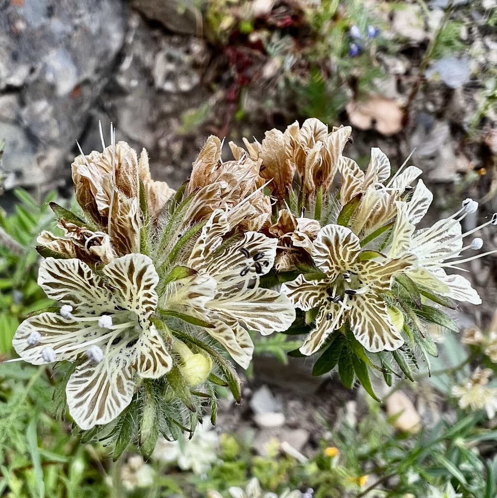 distant phacelia from Henry W. Coe State Park, Gilroy, CA, US on April ...