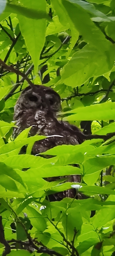 Búho Moteado desde Santa Catarina, N.L., México el 16 de abril de 2023 ...