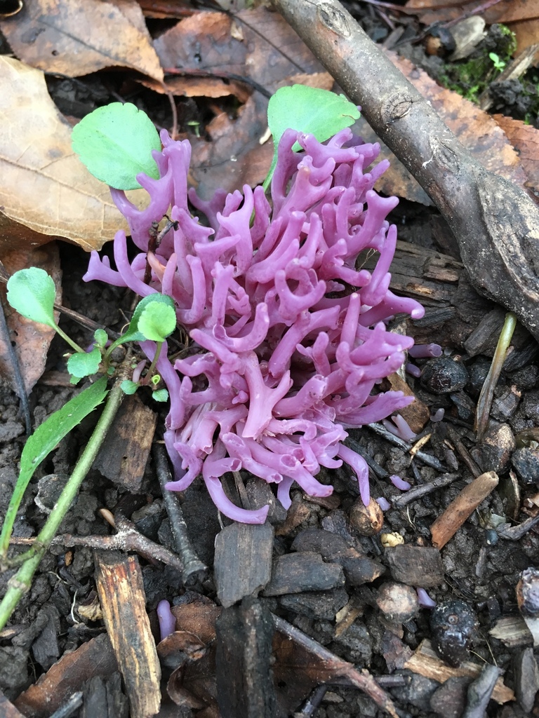 violet coral fungus on October 13, 2018 at 03:41 PM by hamiltonryan ...
