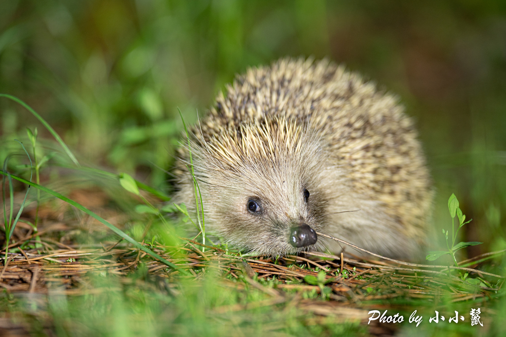 Amur Hedgehog from 中国浙江省杭州市西湖区 on March 20, 2021 at 10:34 PM by Hanyang ...