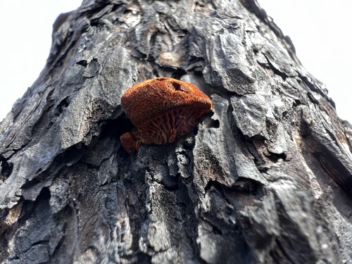 Observations by spencer_wimmer · iNaturalist Observations by spencer_wimmer · iNaturalist