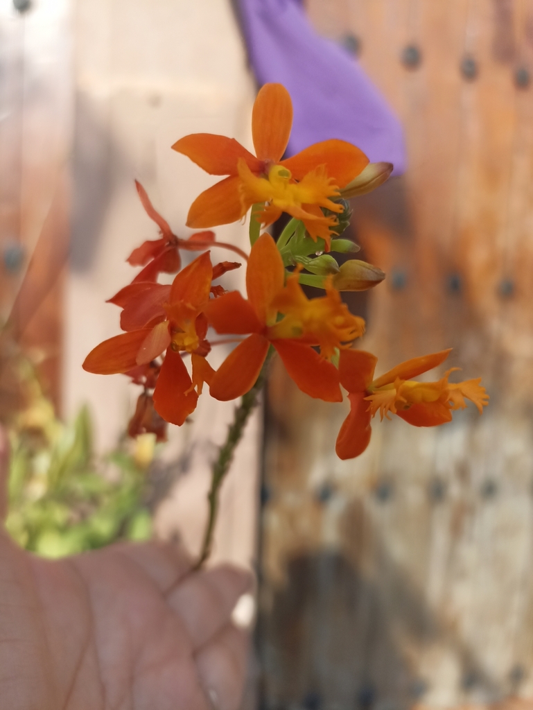 Fire-star orchid in April 2023 by Eri Pagaza · iNaturalist