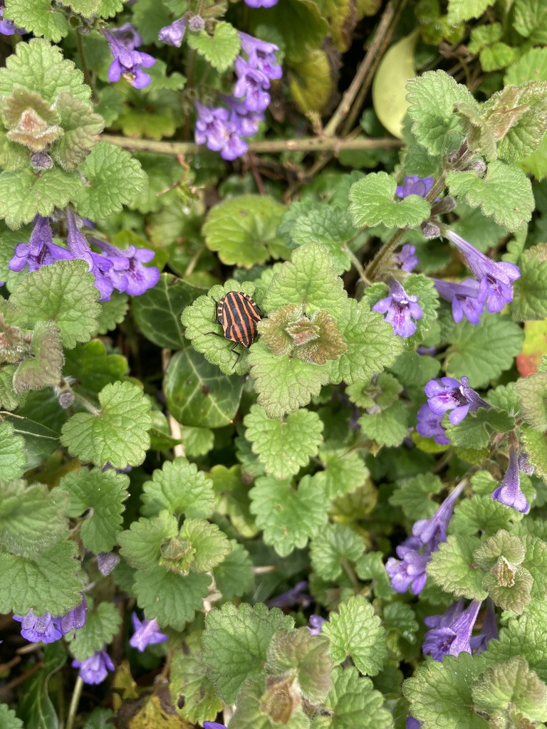 Continental Striped Shield Bug from Parc Naturel Régional des Boucles ...