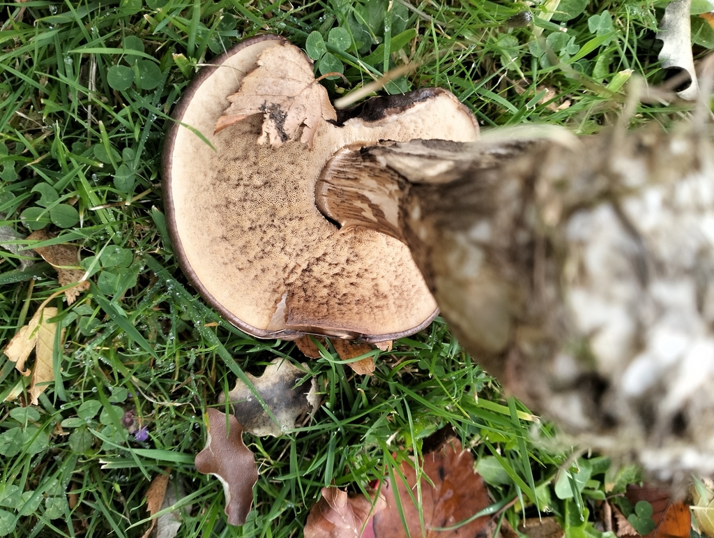 Brown Birch-bolete from Helensburgh, Dunedin 9010, New Zealand on April ...
