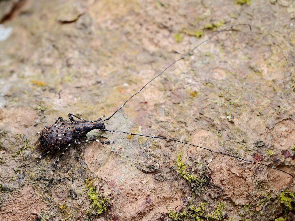 Acanthothorax callosus from 中国云南省西双版纳傣族自治州勐腊县 on April 16, 2023 at 10: ...