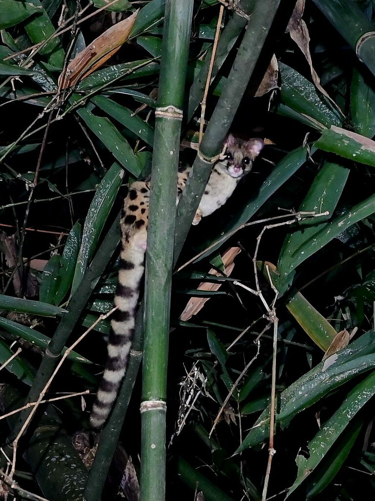 Spotted Linsang from 中国云南省西双版纳傣族自治州勐腊县 on April 16, 2023 at 11:34 PM by ...