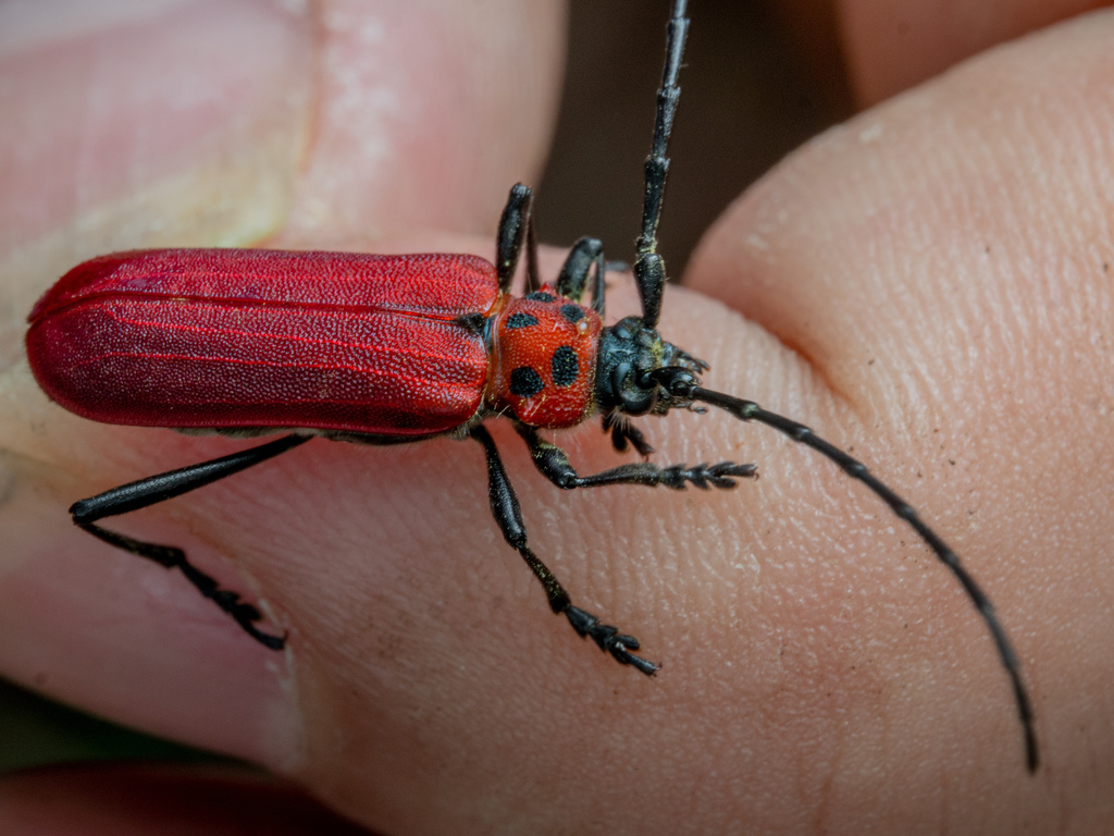 Purpuricenus temminckii from 中国浙江省杭州市余杭区 on April 15, 2023 at 01:01 PM ...