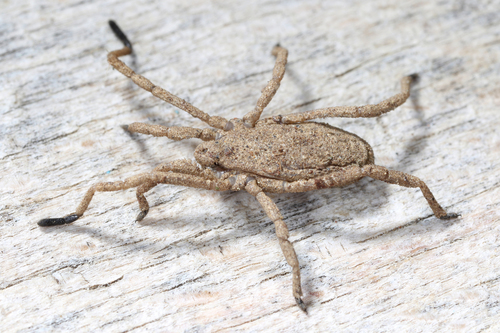 Trogulus closanicus · NaturaLista Colombia
