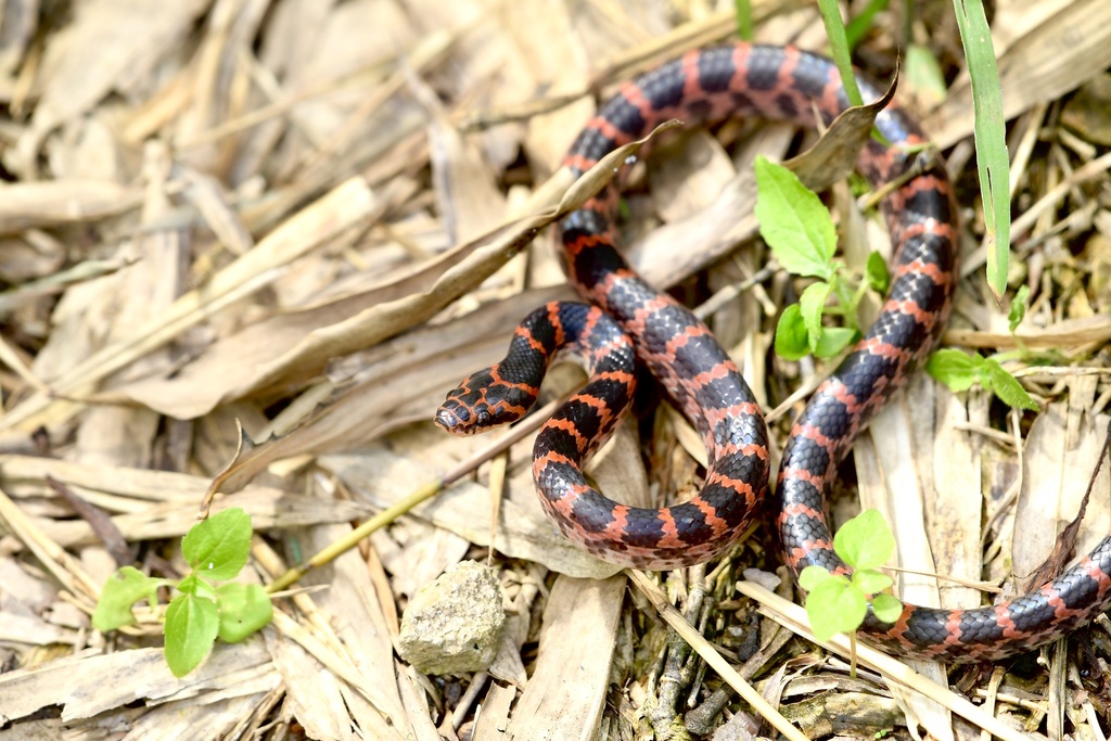 Red-banded Snake from 西天目山, 杭州市, 浙江, CN on June 30, 2020 at 01:31 PM by ...