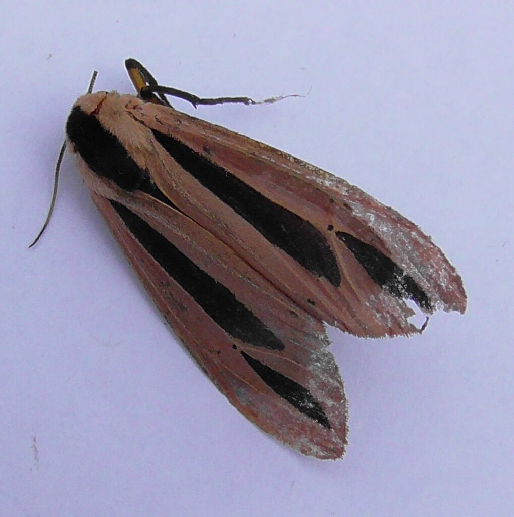 Baphomet Moth from Watsonville QLD 4887, Australia on April 17, 2023 at ...