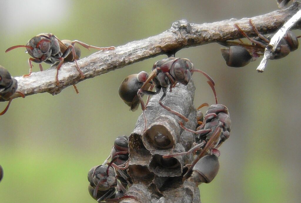 Stick-nest Brown Paper Wasp from Watsonville QLD 4887, Australia on ...