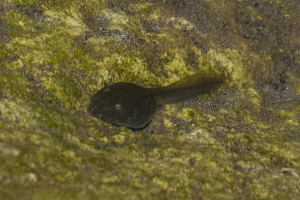 Italian Stream Frog from Provincia di Salerno, Italia on June 21, 2021 ...