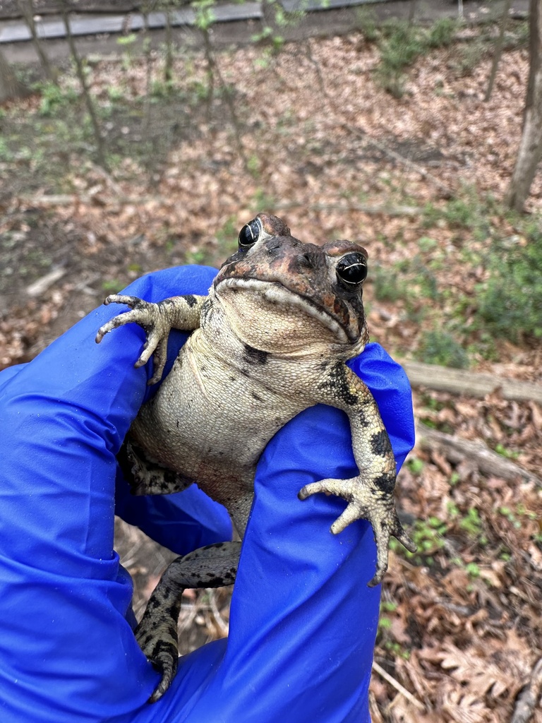 Fowler's Toad from Forest Park, New York, NY, US on April 17, 2023 at ...