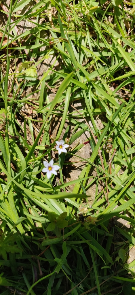 Blue Pigroot from Miccosukee, FL 32309, USA on April 17, 2023 at 01:11 ...
