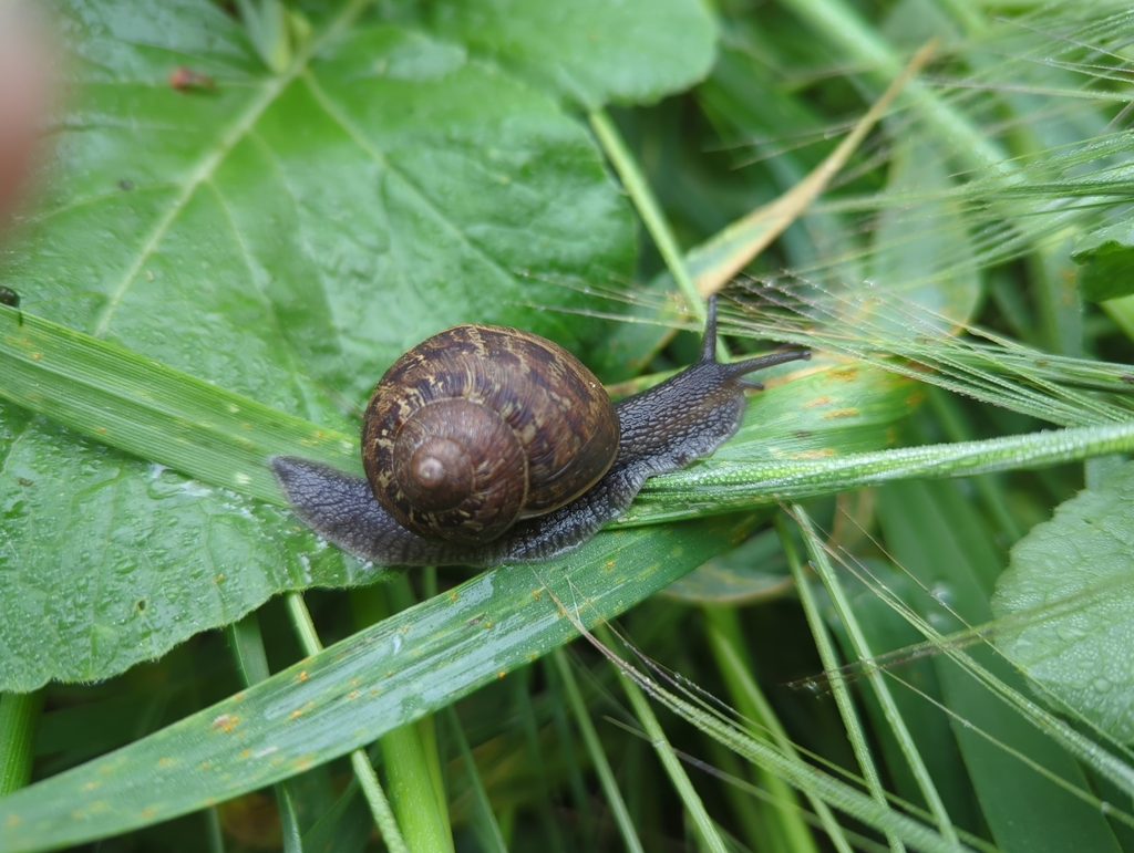 Garden Snail from Carpinteria, CA, USA on April 17, 2023 at 10:16 AM by ...