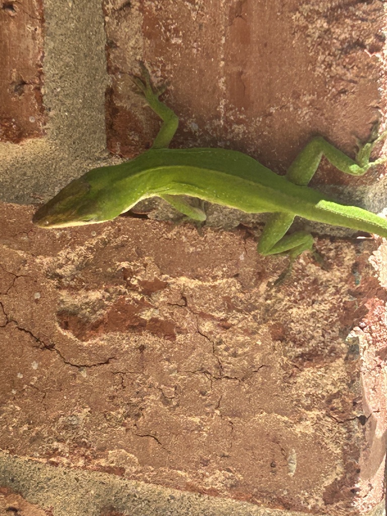 Green Anole from Vincent Ct, Spring, TX, US on April 17, 2023 at 12:25 ...