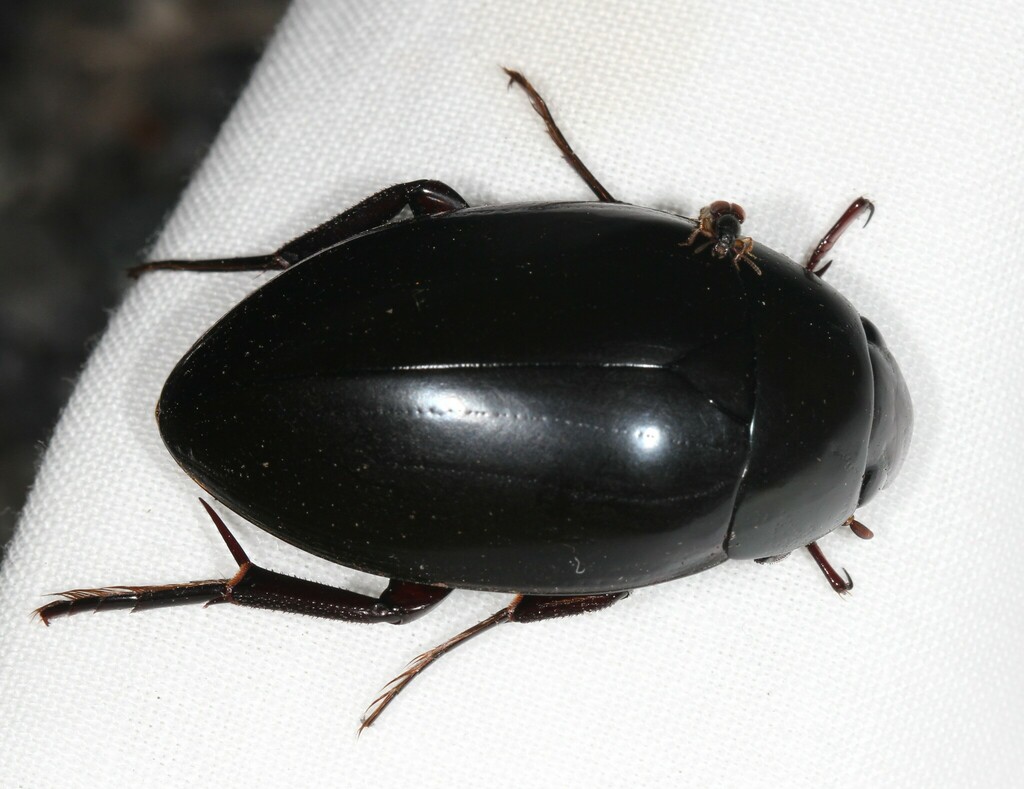Hydrophilus ovatus from Montgomery County, MD, USA on April 13, 2023 at ...