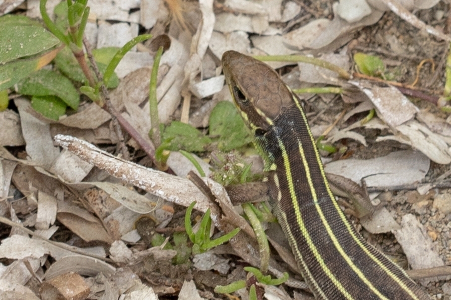 Carian Green Lizard from Ελλάδα on April 17, 2023 at 01:51 PM by ...