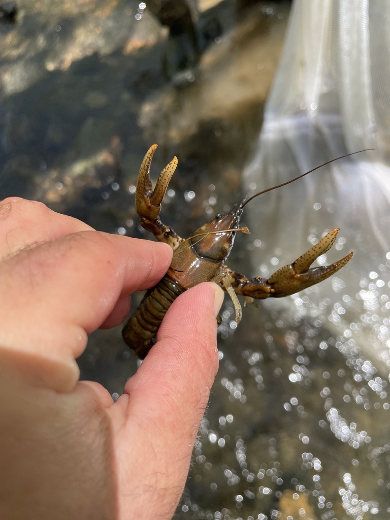 Tanback Crayfish from Fulks Hollow Rd, Lynchburg, TN, US on April 17 ...