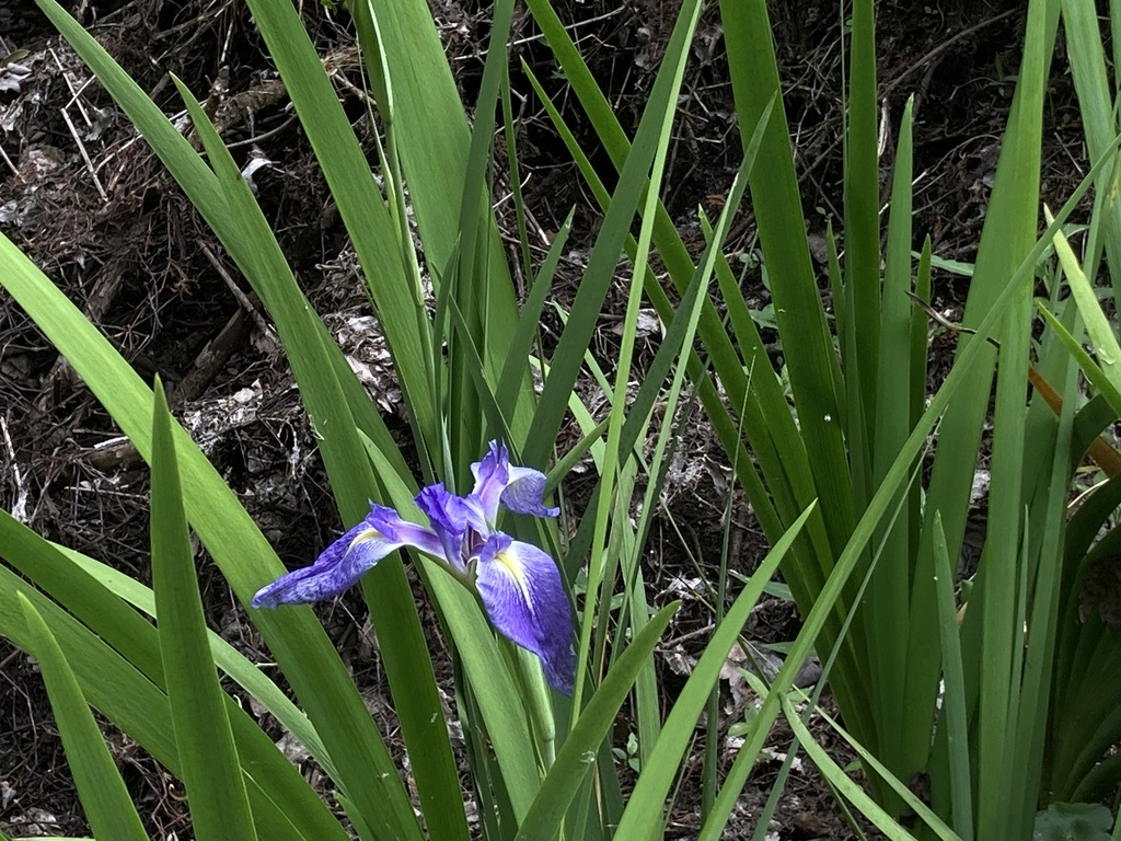 Prairie Iris from Naples, FL, US on March 19, 2023 at 10:52 AM by ...