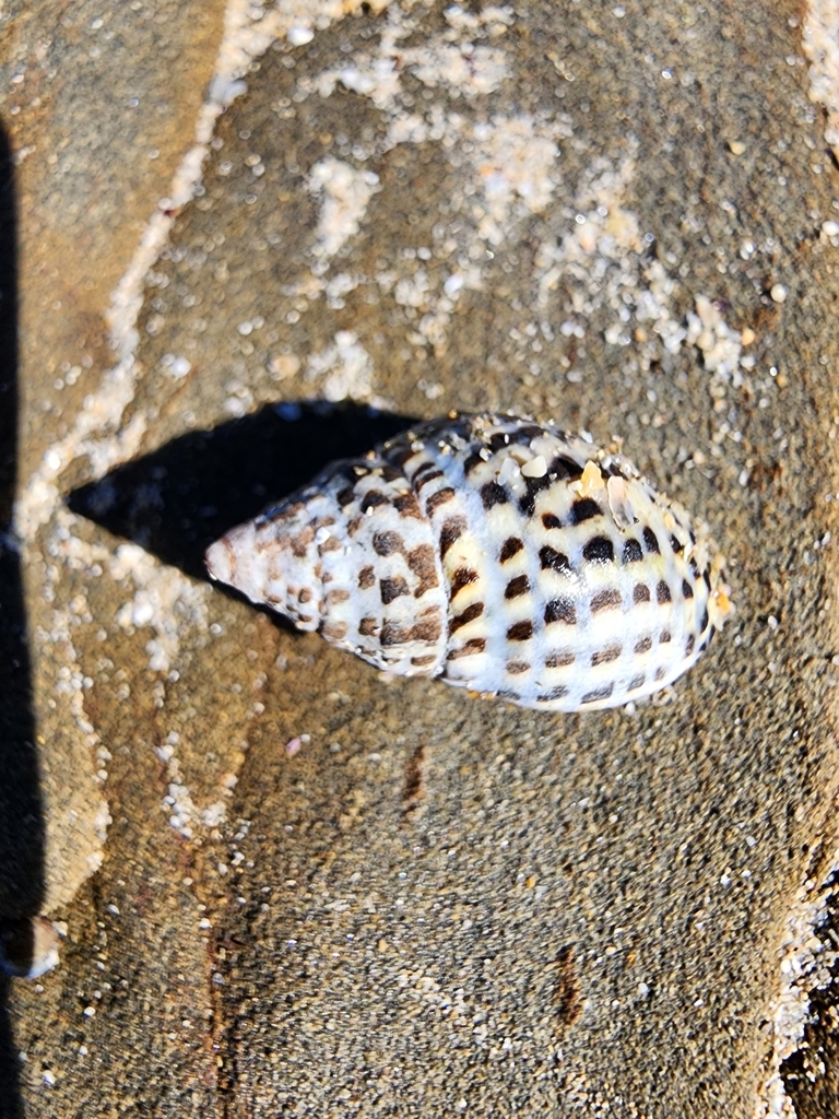Lineated cominella from Australia on April 18, 2023 at 12:30 PM by ...