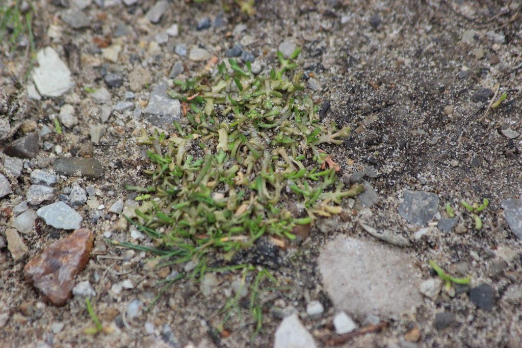 Procumbent Pearlwort from Tarwin Lower VIC 3956, Australia on April 15 ...