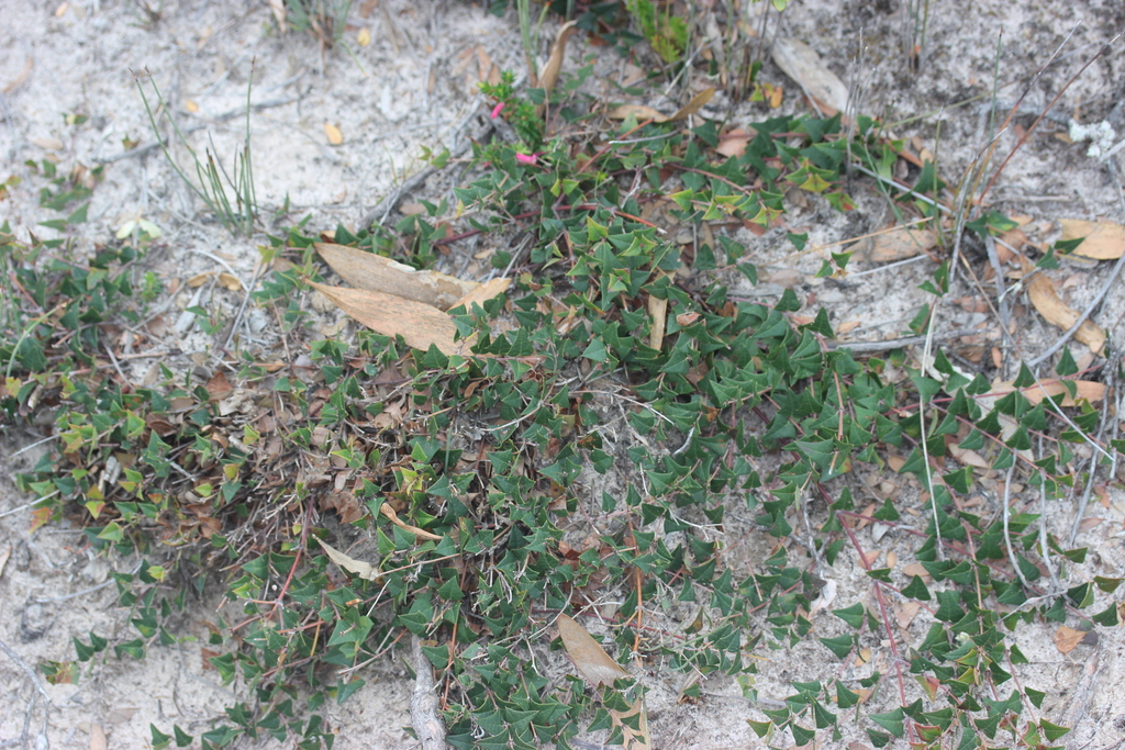 Common Flat-pea from Tarwin Lower VIC 3956, Australia on April 15, 2023 ...