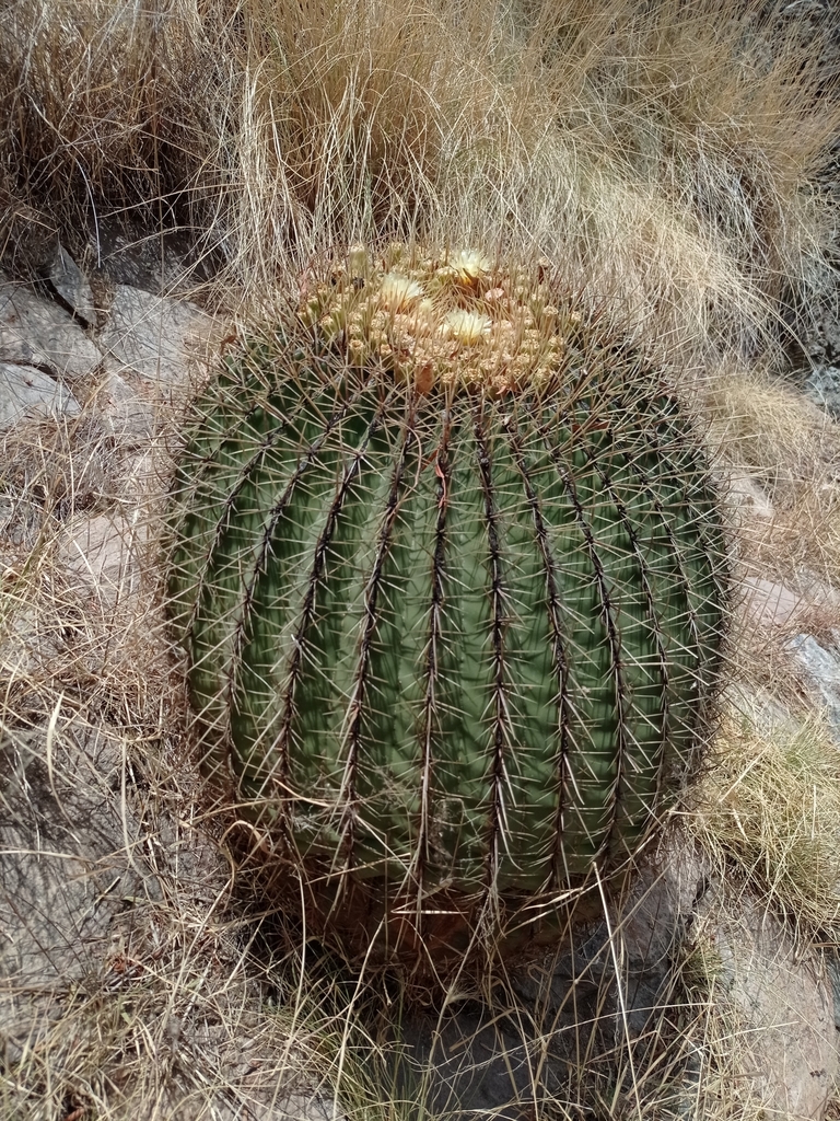 Ferocactus histrix in April 2023 by Roger Ramirez · iNaturalist
