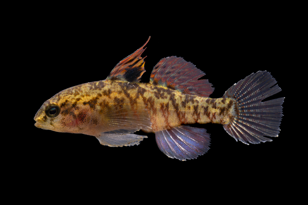 (Redigobius) - Marine Life Identification
