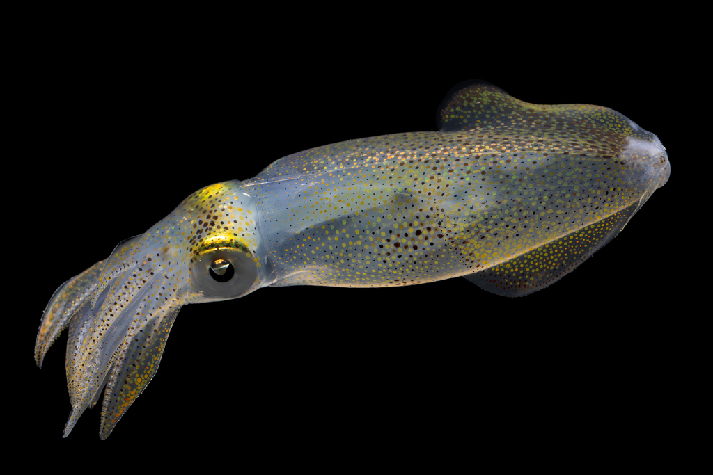 Luminous bay squid from Sydney NSW, Australia on April 17, 2023 at 08: ...