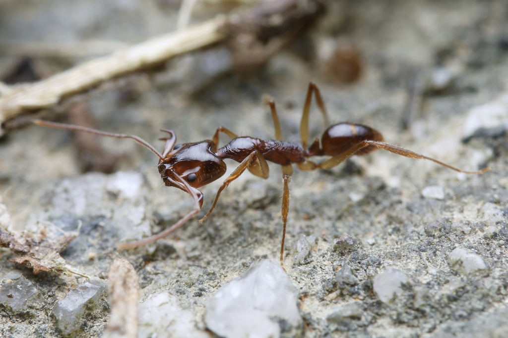 Anochetus risii from 香港大欖 on April 7, 2023 by Yifei Huang · iNaturalist
