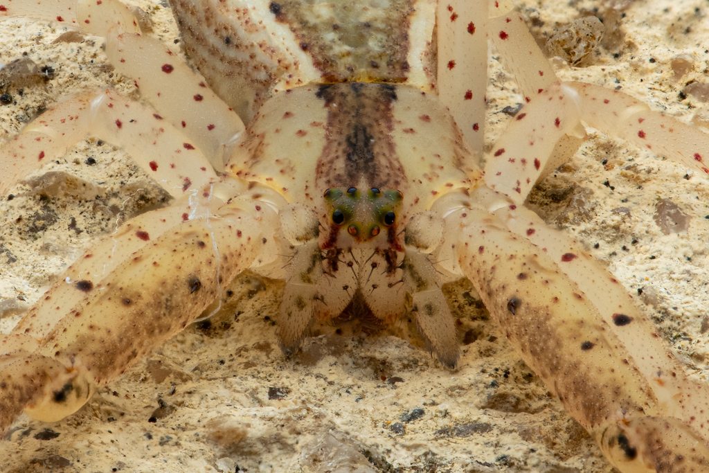 Square-ended Crab Spiders from Sydney New South Wales, Australien on ...