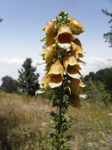 Digitalis nervosa · iNaturalist