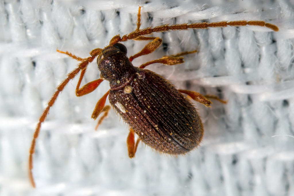 White-marked Spider-beetle from Wien, Austria on March 23, 2023 by ...
