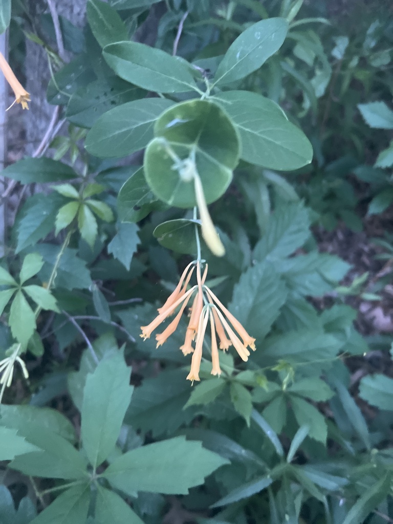 coral honeysuckle from Promontory Dr, Cedar Hill, TX, US on April 18 ...