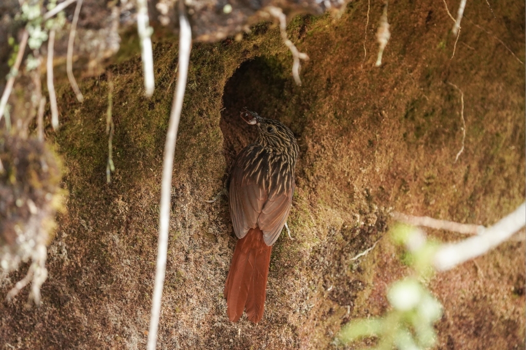 Striped Treehunter from Santa Rosa de Osos, Antioquia, Colombia on ...