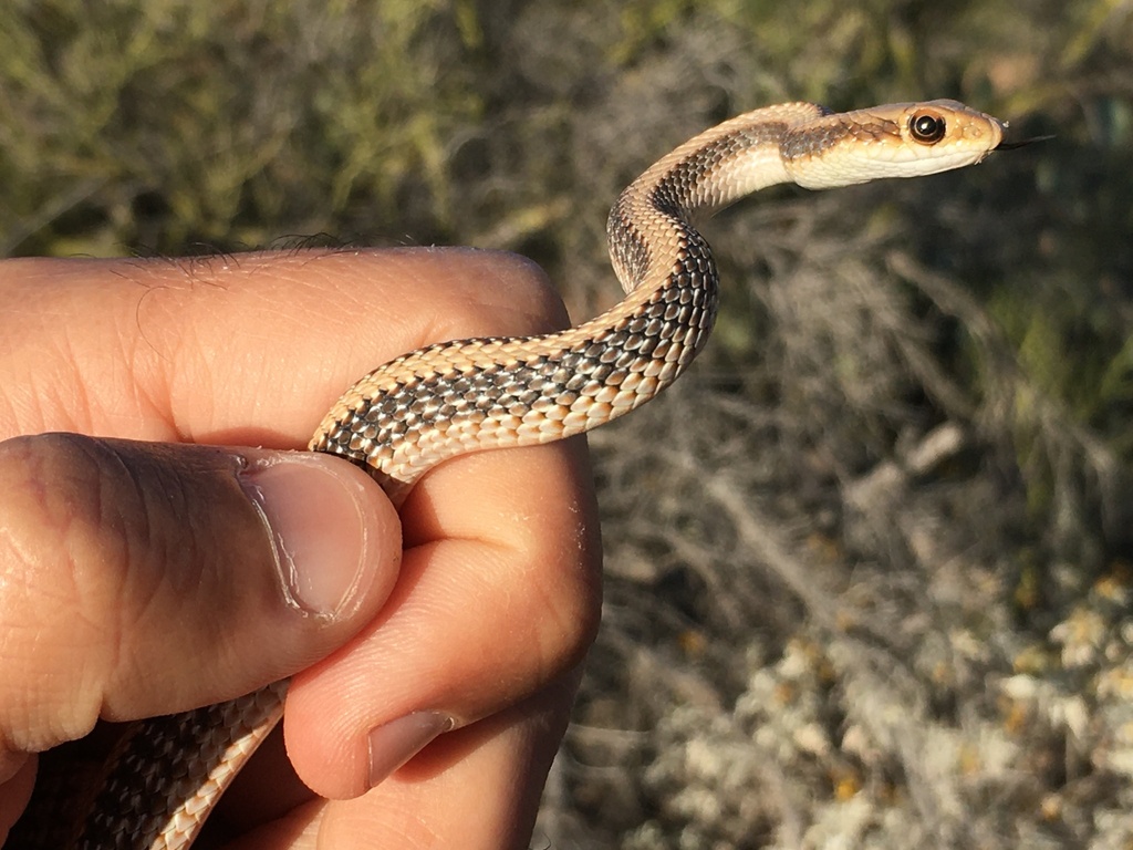 Big Bend Patchnose Snake in April 2023 by Paul Maier. Keyed out using ...