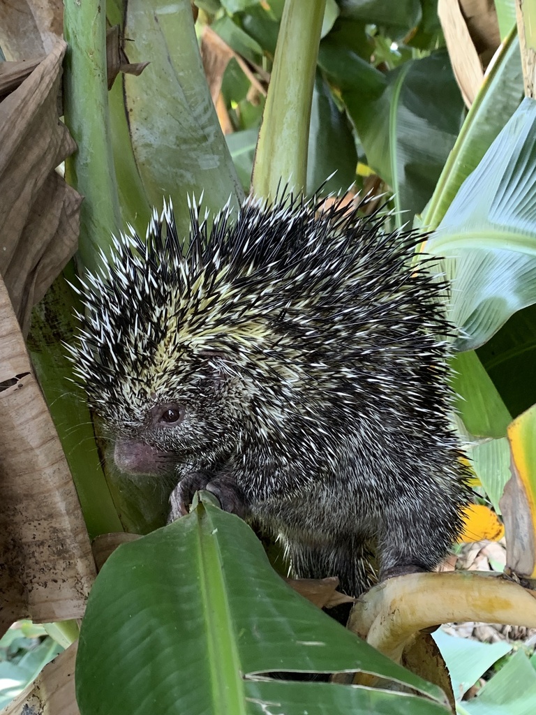 Andean Porcupine from El Escobar, Ibagué, Tolima, CO on April 15, 2023 ...