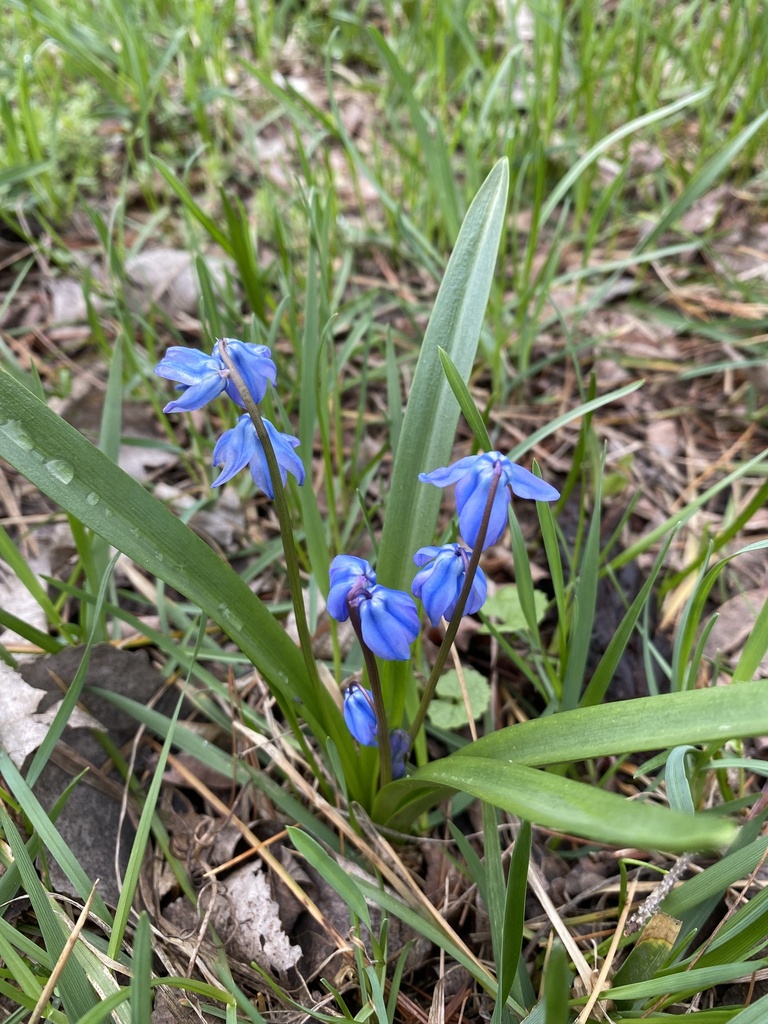 Siberian squill from Orchard St, Delmar, NY, US on April 18, 2023 at 11 ...