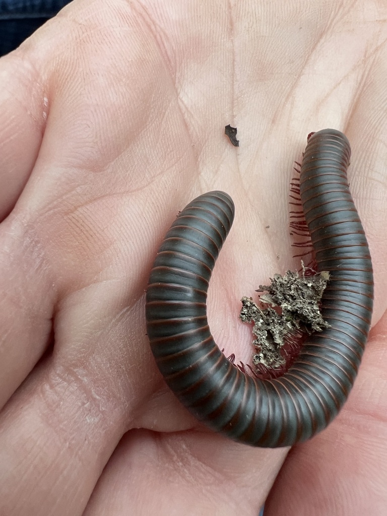 American Giant Millipede Complex from Bainbridge, OH, US on April 16 ...