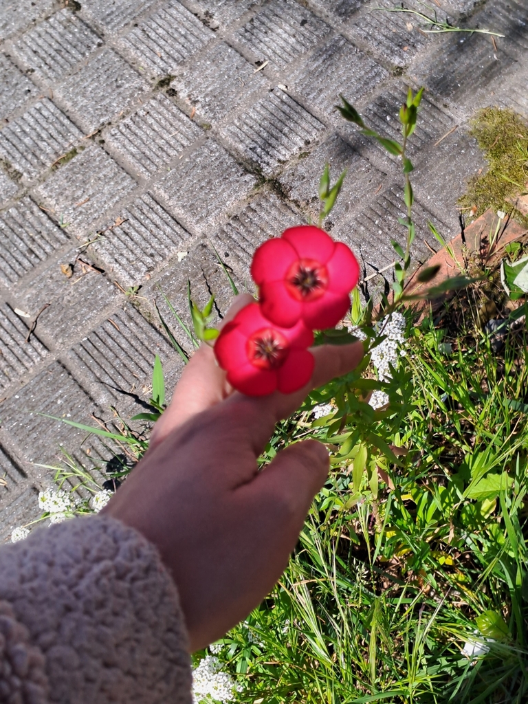 Scarlet Flax from Aiete, Donostia, Gipuzkoa, Spain on April 18, 2023 at ...