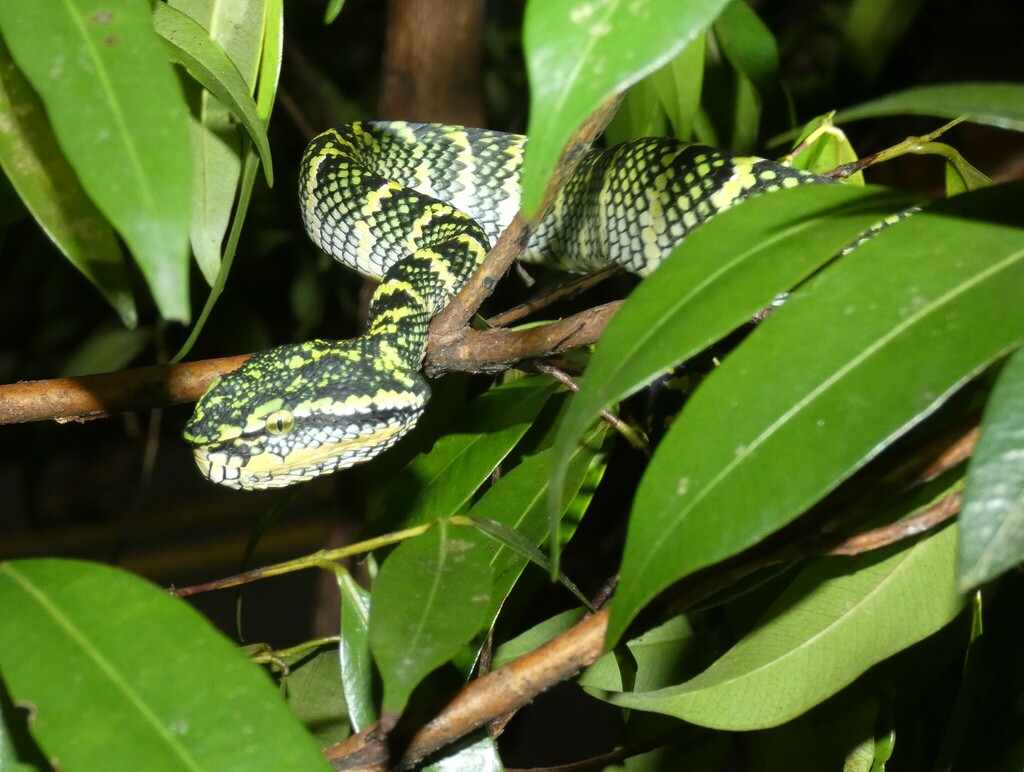 Wagler's Pit Viper from Old Upper Thomson Rd, Singapore on April 18 ...