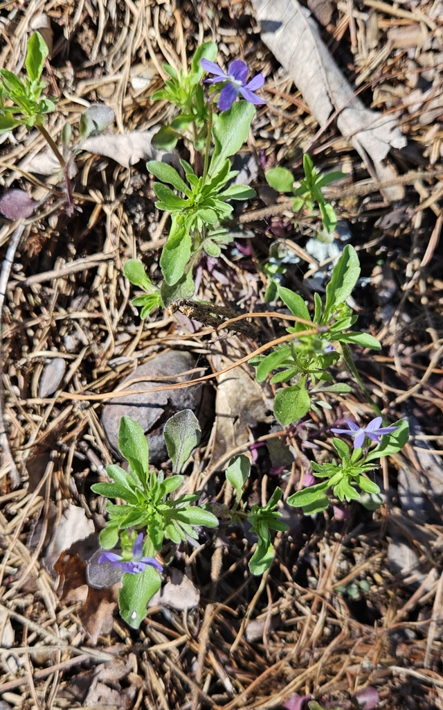 American field pansy from Rocky Face, GA 30740, USA on April 02, 2023 ...