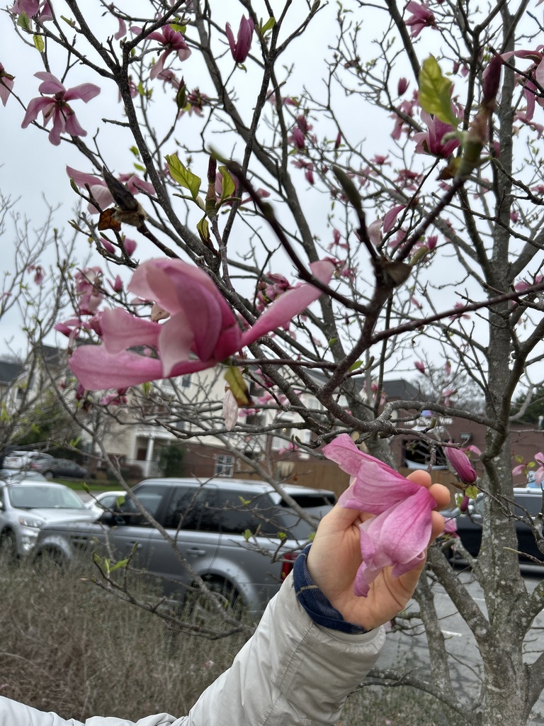 Lily Magnolia from Ponce de Leon Pl NE, Atlanta, GA, US on February 25 ...