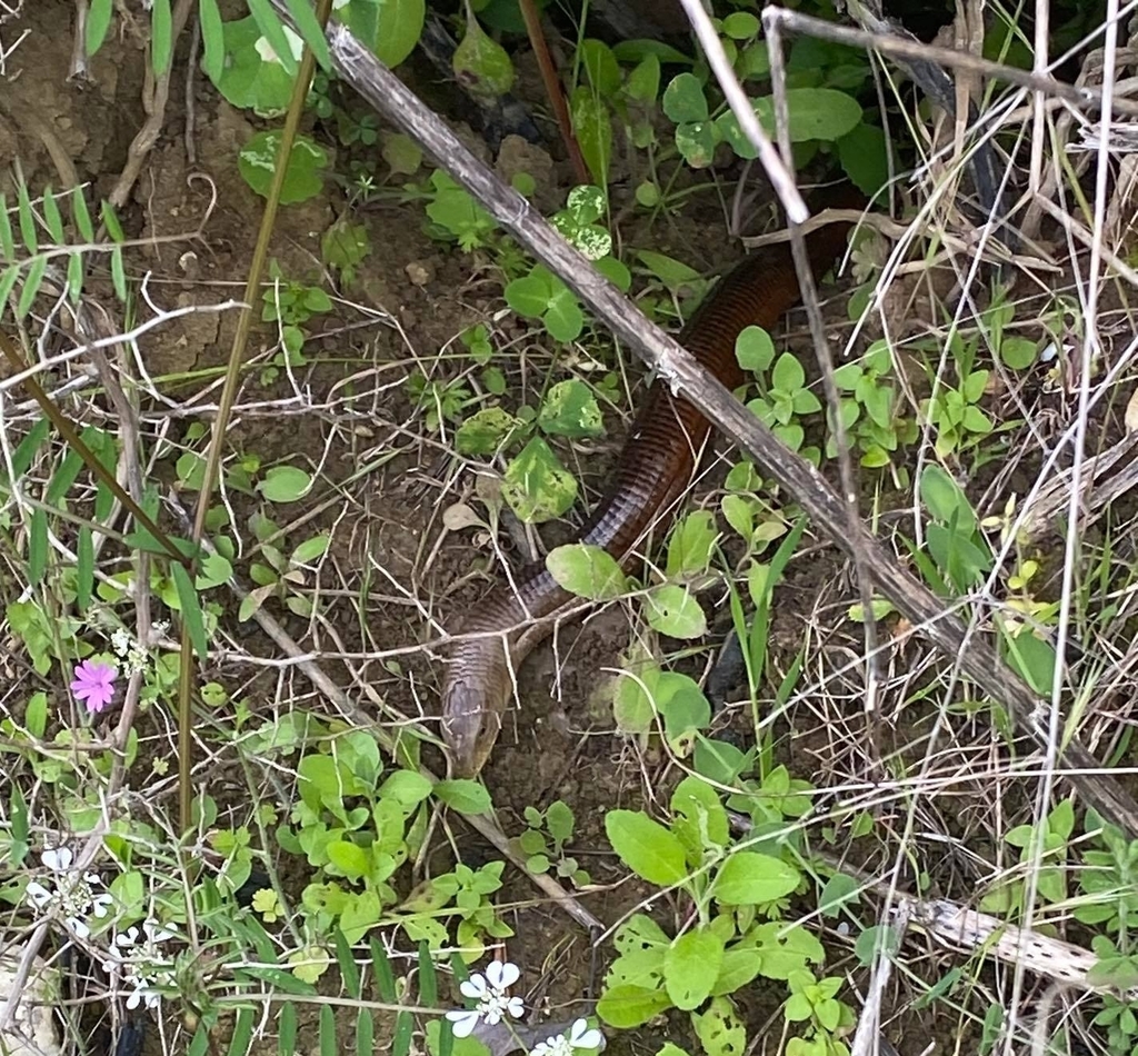 European Glass Lizard from Pinia 270 69, Greece on April 18, 2023 at 05 ...