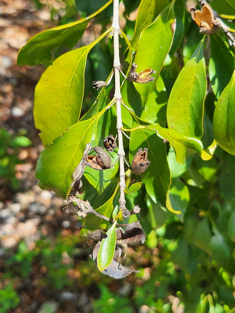 Caribbean Princewood from Dagny Johnson Key Largo Hammock Botanical ...