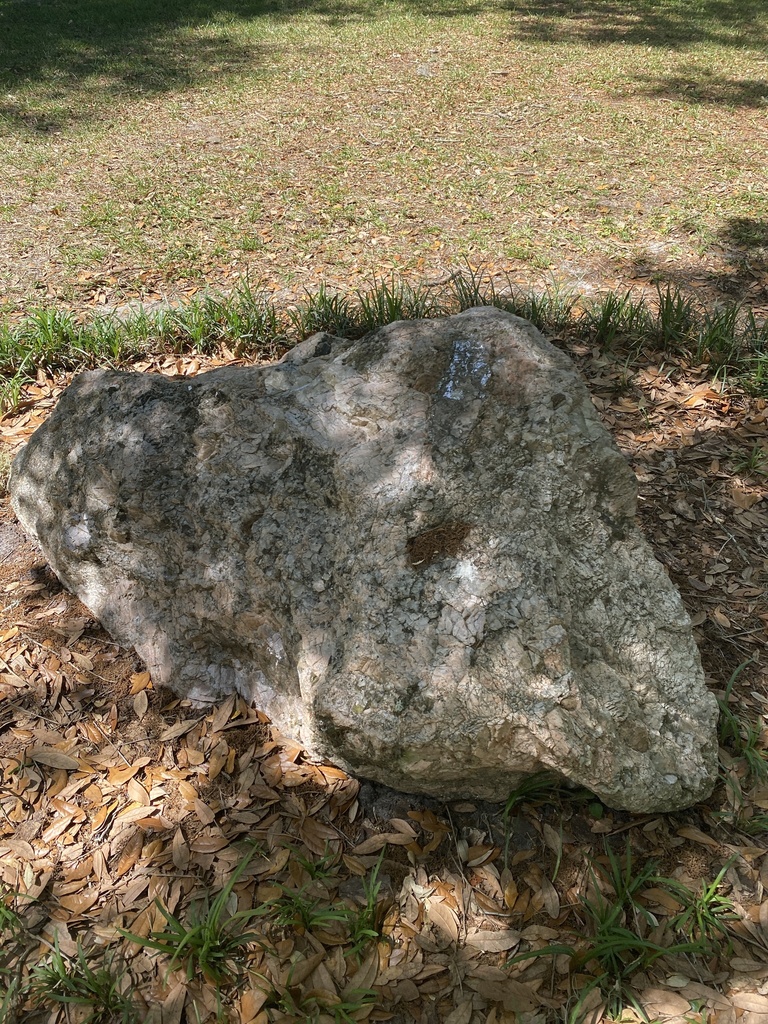 Eastern Fence Lizard from Santa Fe College, Gainesville, FL, US on ...