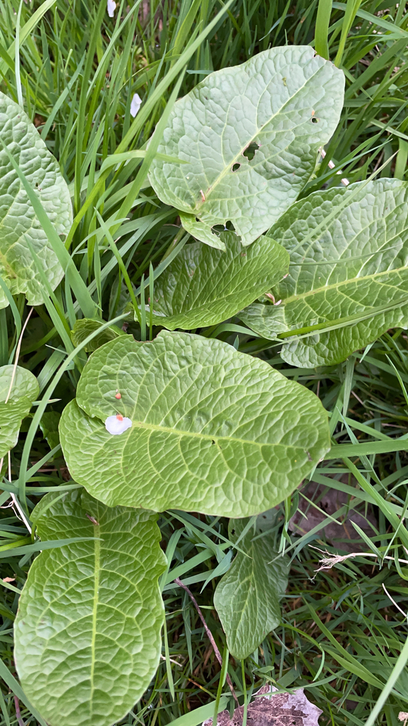 broad-leaved dock from Harrow on 18 April, 2023 at 07:11 PM by ...