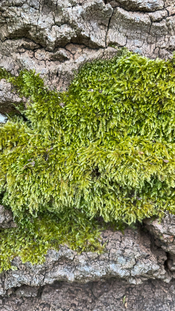 seductive entodon moss from Harrow on April 18, 2023 at 07:10 PM by ...